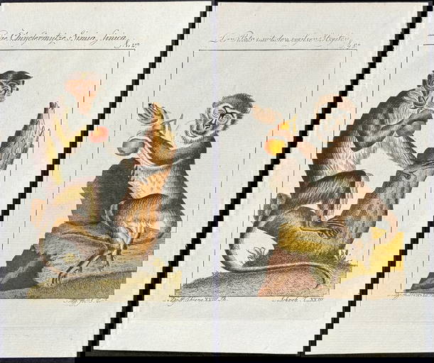 Buffon 6 Monkey Or Primate Engravings