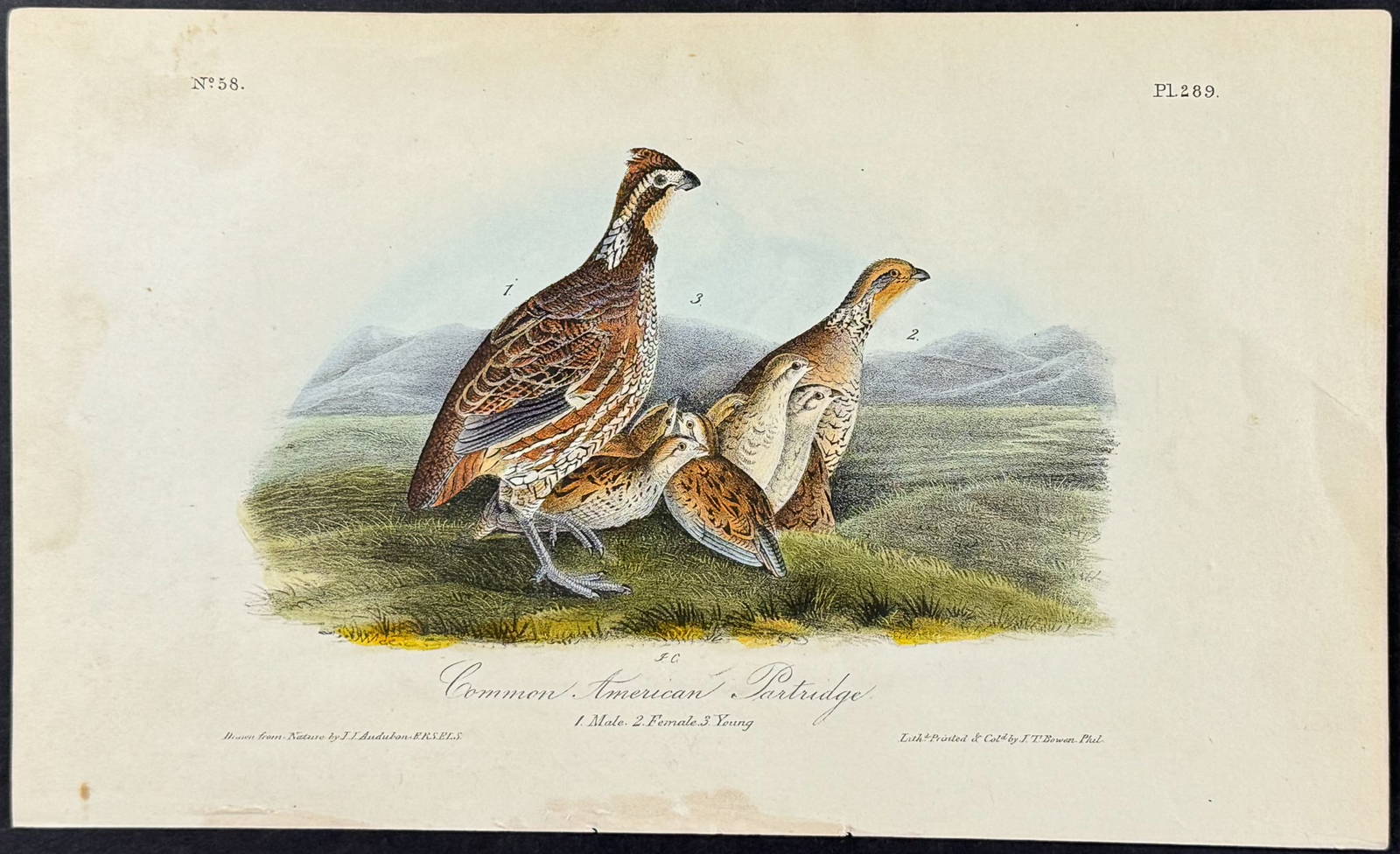 Audubon - Common American Partridge. 289 - Jan 06, 2024 | Trillium ...