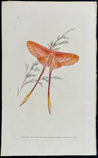 Donovan Long Tailed Argus Bombyx Moth. 173