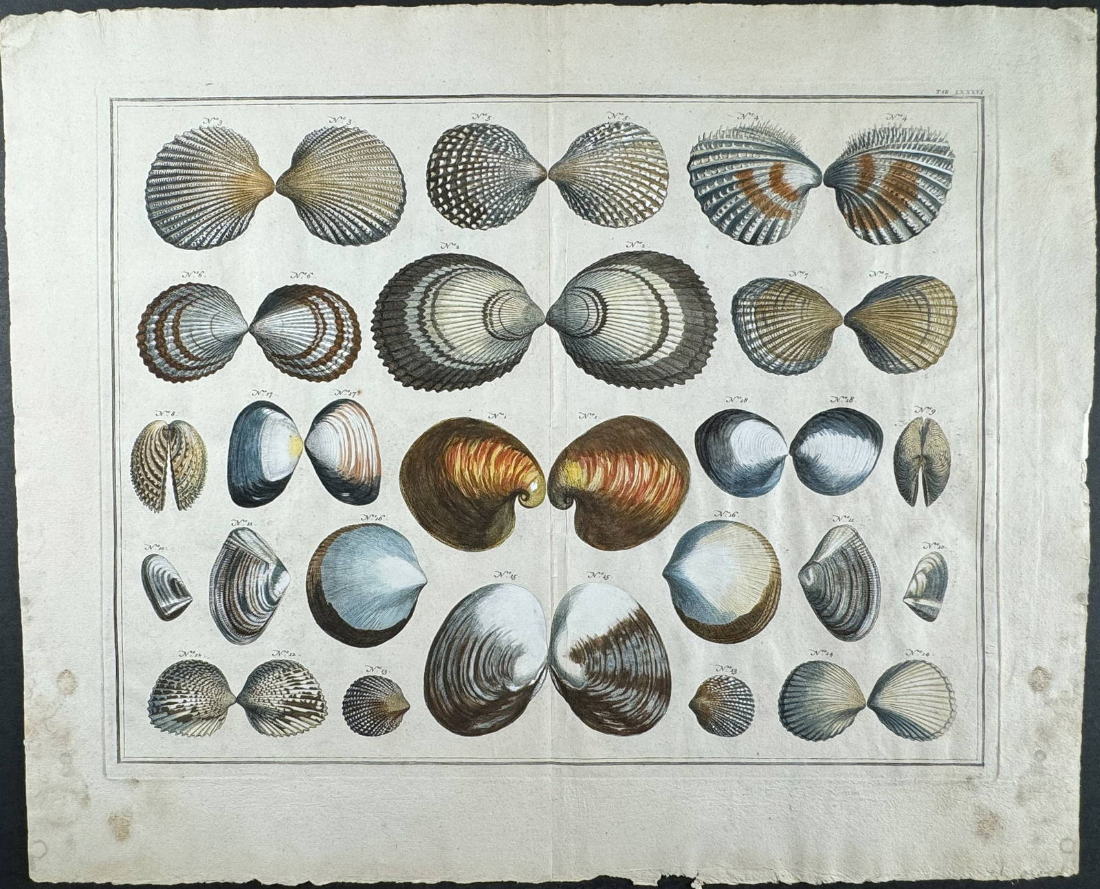 Seba - Clam Shells. 86 Auction