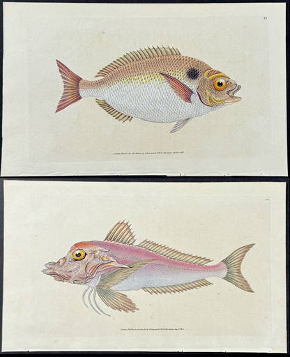 Donovan 6 Fish Engravings