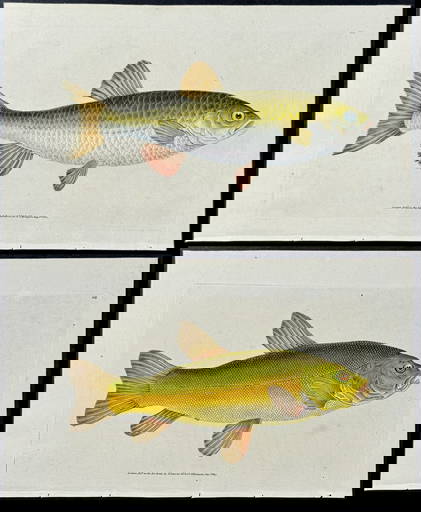 Donovan 5 Fish Engravings