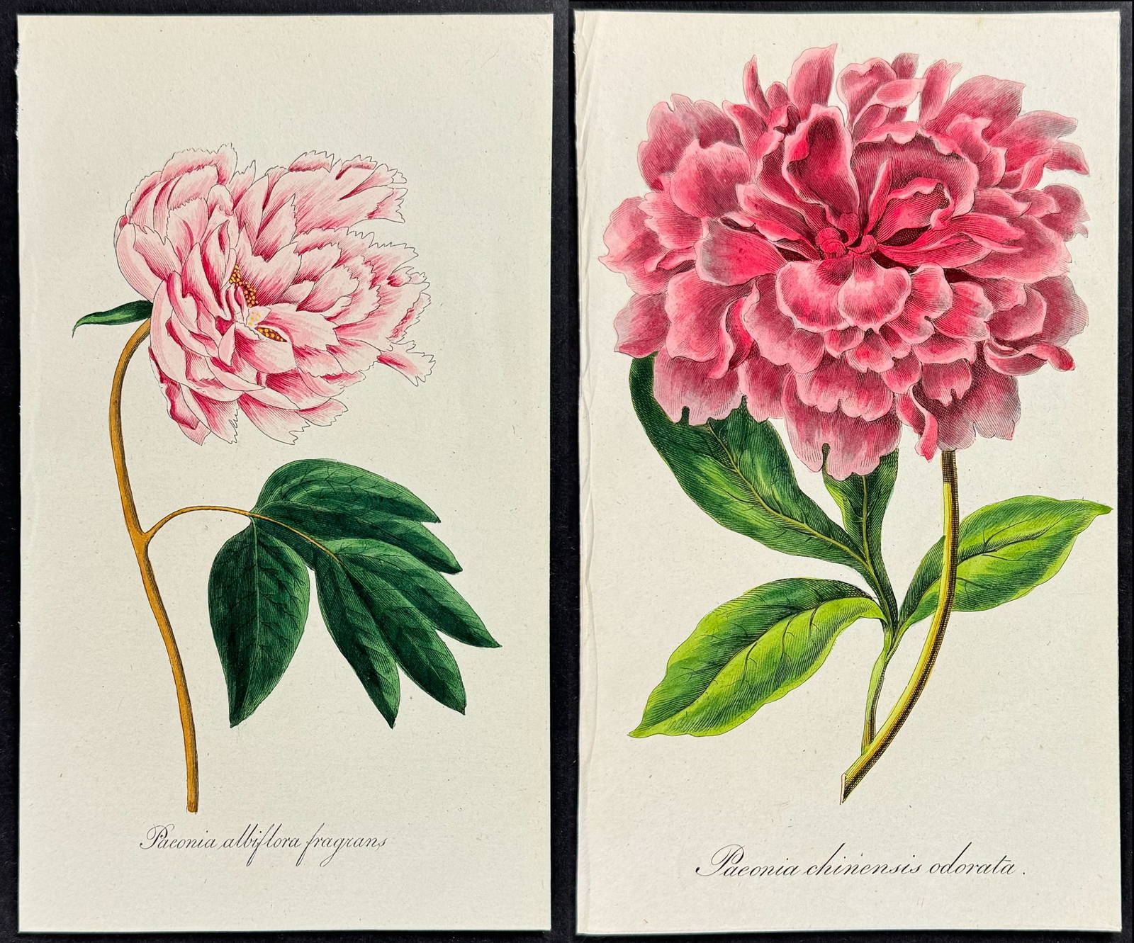 Reider - Pair Of Peony Engravings Auction