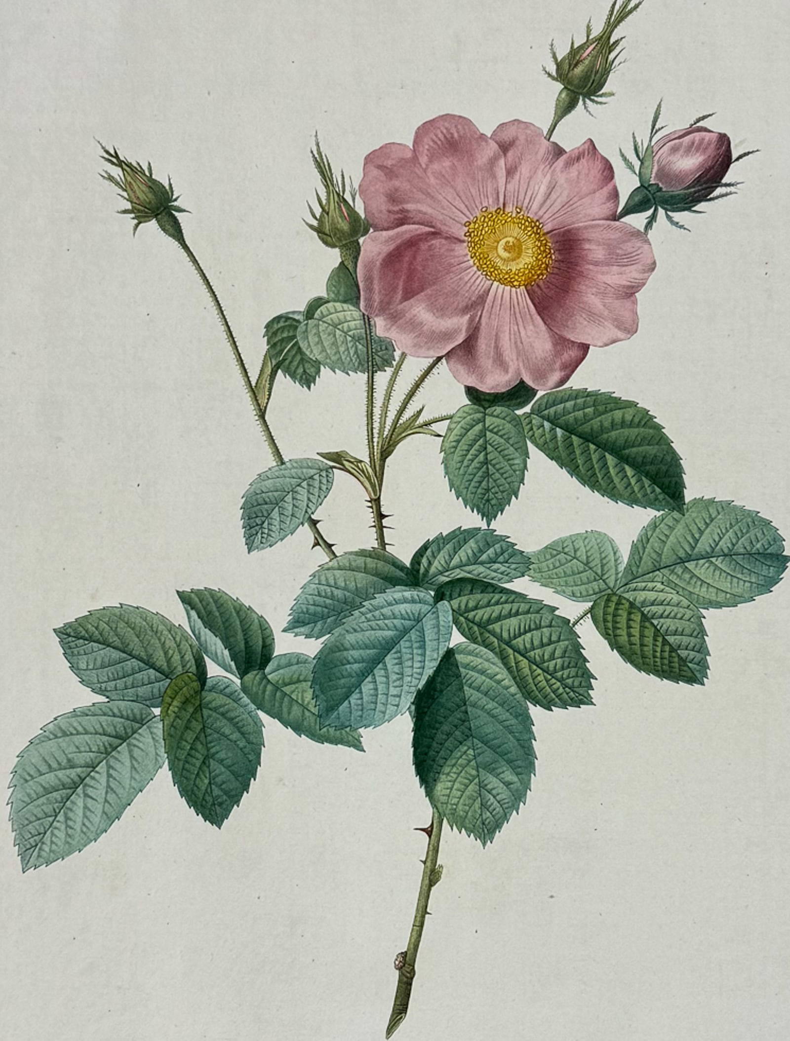 Redoute, Rare, Large Folio - Rose; Rosa Centifolia Simplex Auction