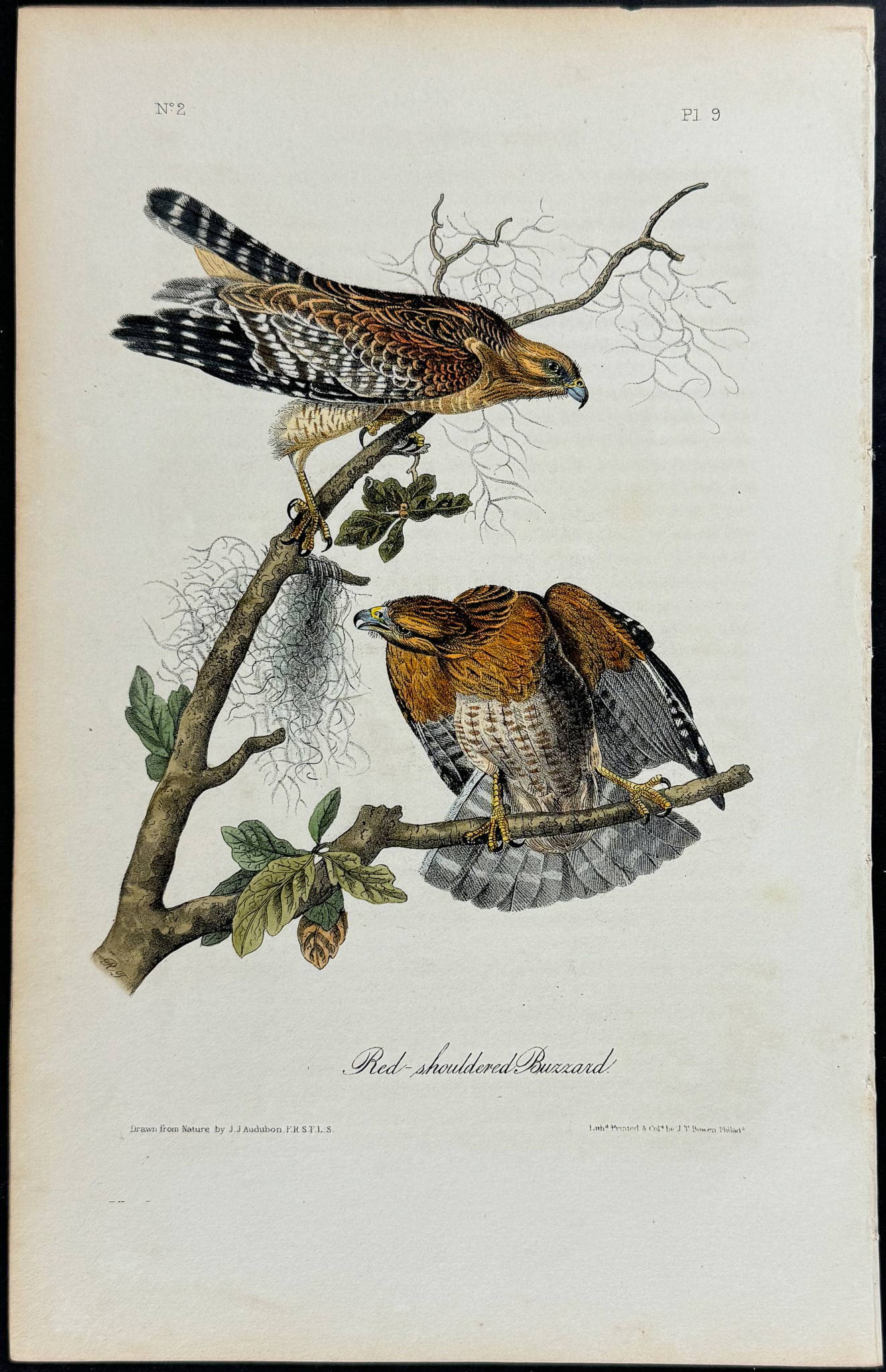 Audubon - Red-shouldered Buzzard. 9 Auction