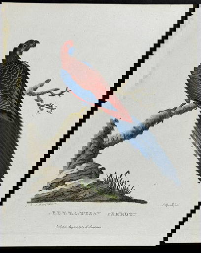 Philip, Australia Pennantian Parrot