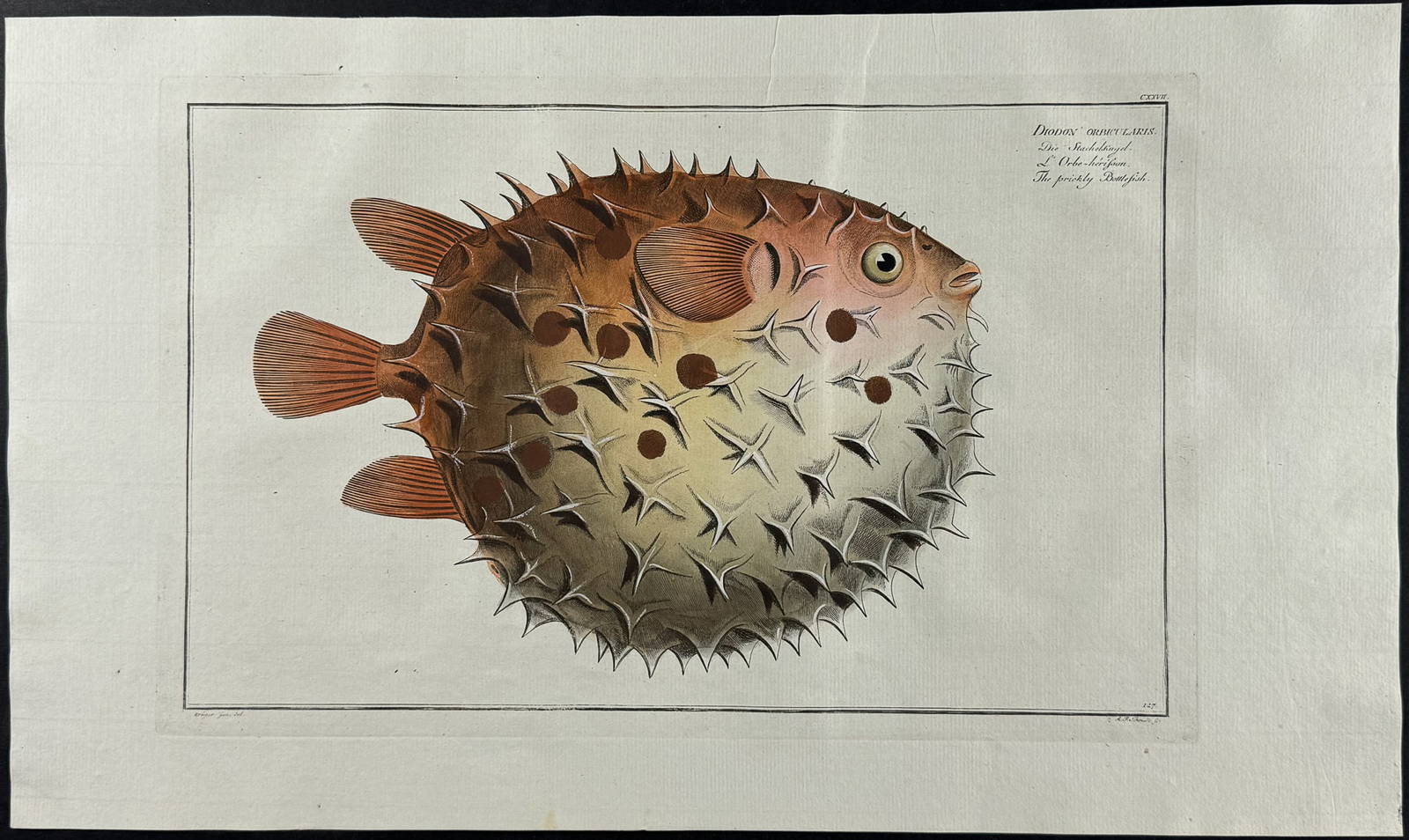 Bloch, Folio - Prickly Bottlefish (puffer Or Blowfish); Diodon ...