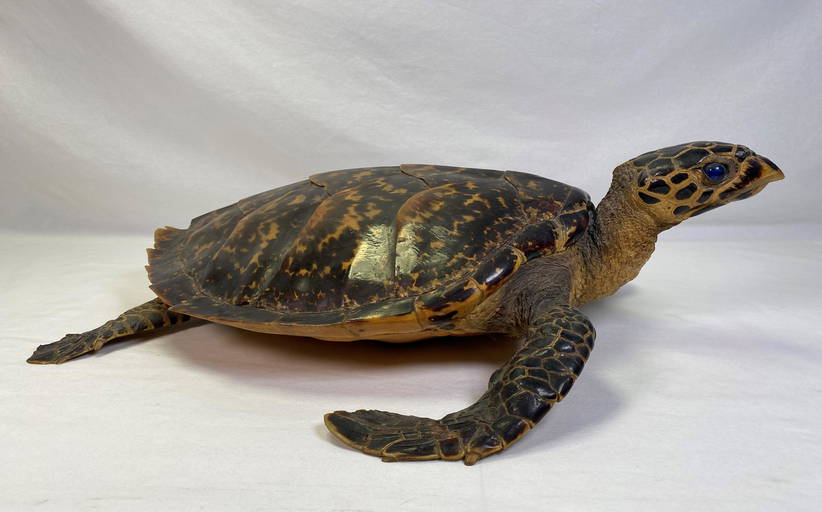 Antique Taxidermy Turtle Tortoise Shell (#0404) on Jan 30, 2022 | Gold ...