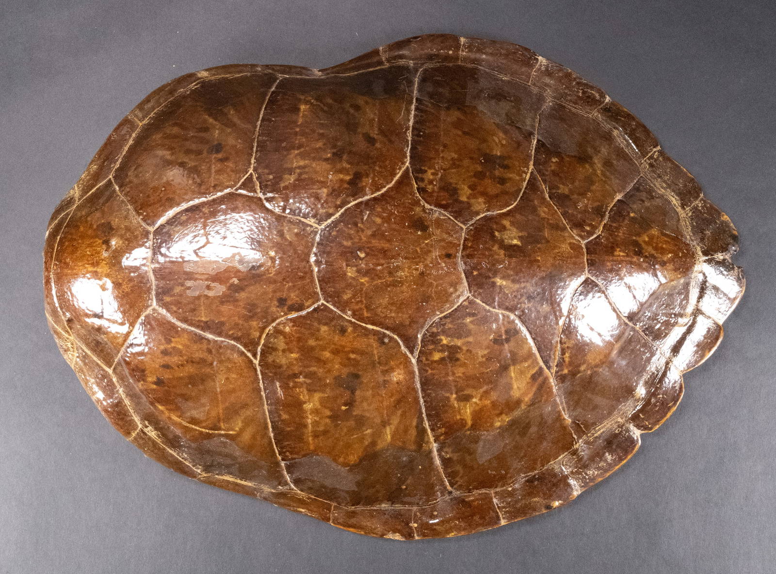 19th C. Sea Turtle Tortoise Shell Taxidermy Auction