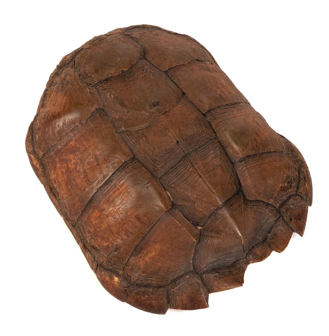 19th C Louisiana Snapping Turtle Tortoise Shell Taxidermy Auction