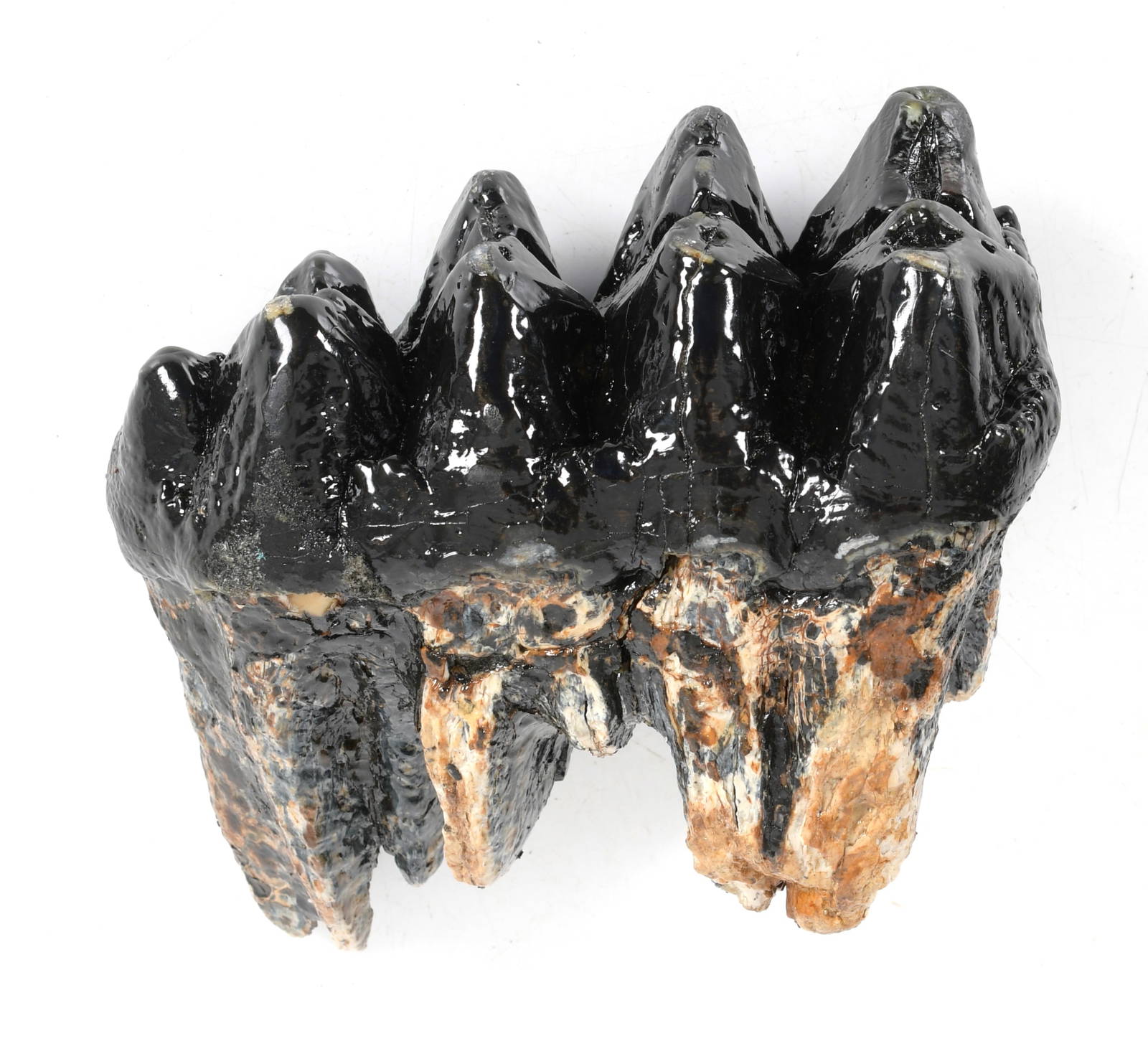 Fossilized Mastodon Tooth Auction