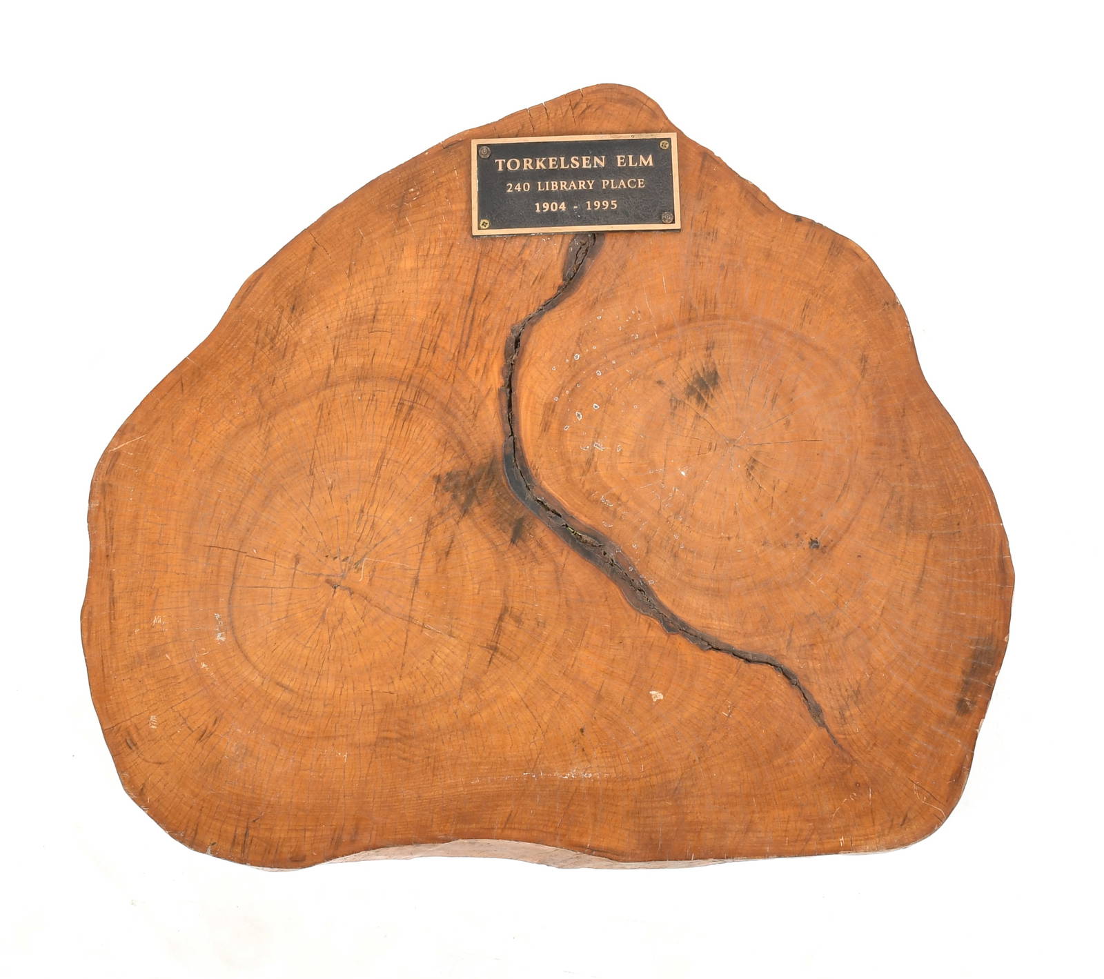 Large??elm Tree Trunk Slice From Princeton, New Je - Mar 16, 2025 ...