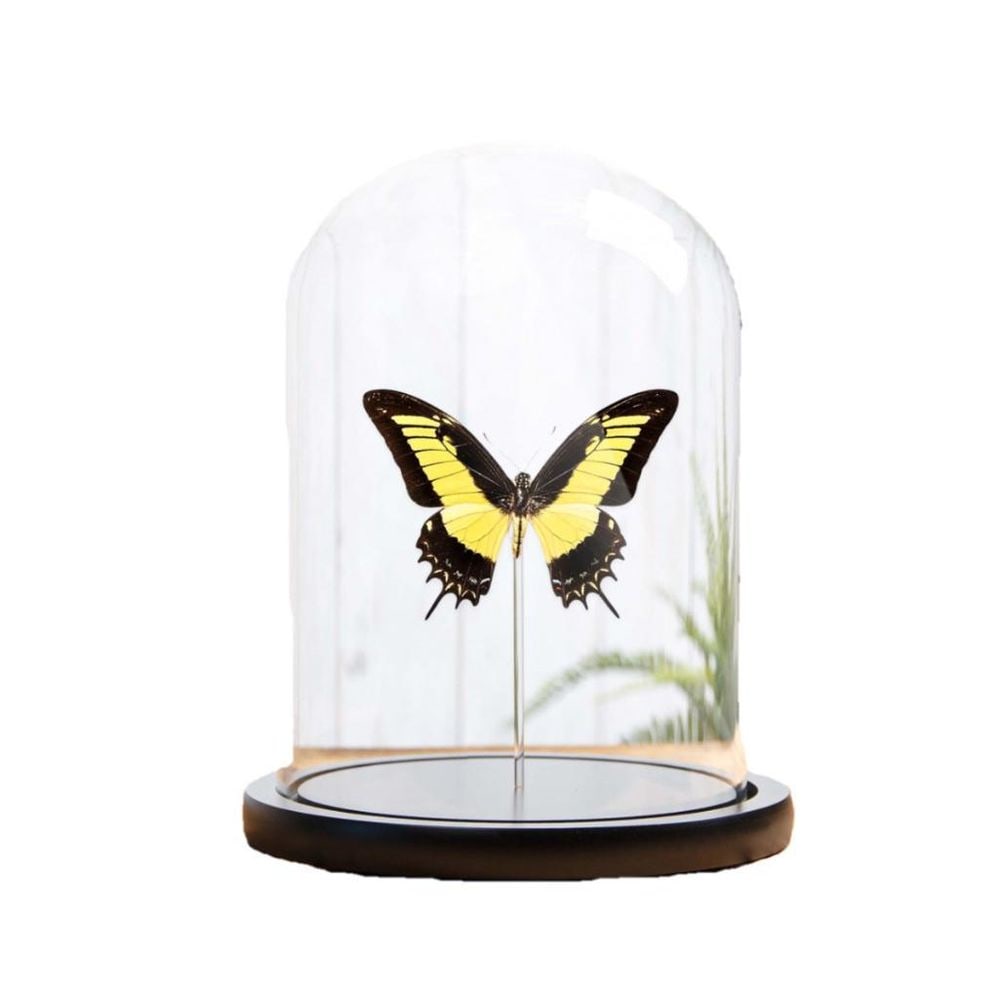 Androgeus Swallowtail Butterfly Encased In Glass Dome With Wooden Base ...