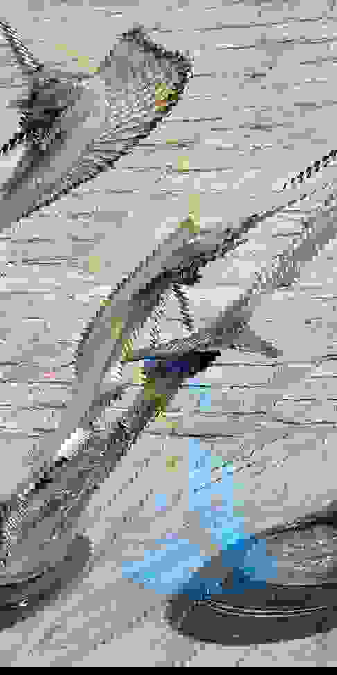 Merlin Sailfish Swordfish" Limited Edition Bronze Sculpture By Marius ...