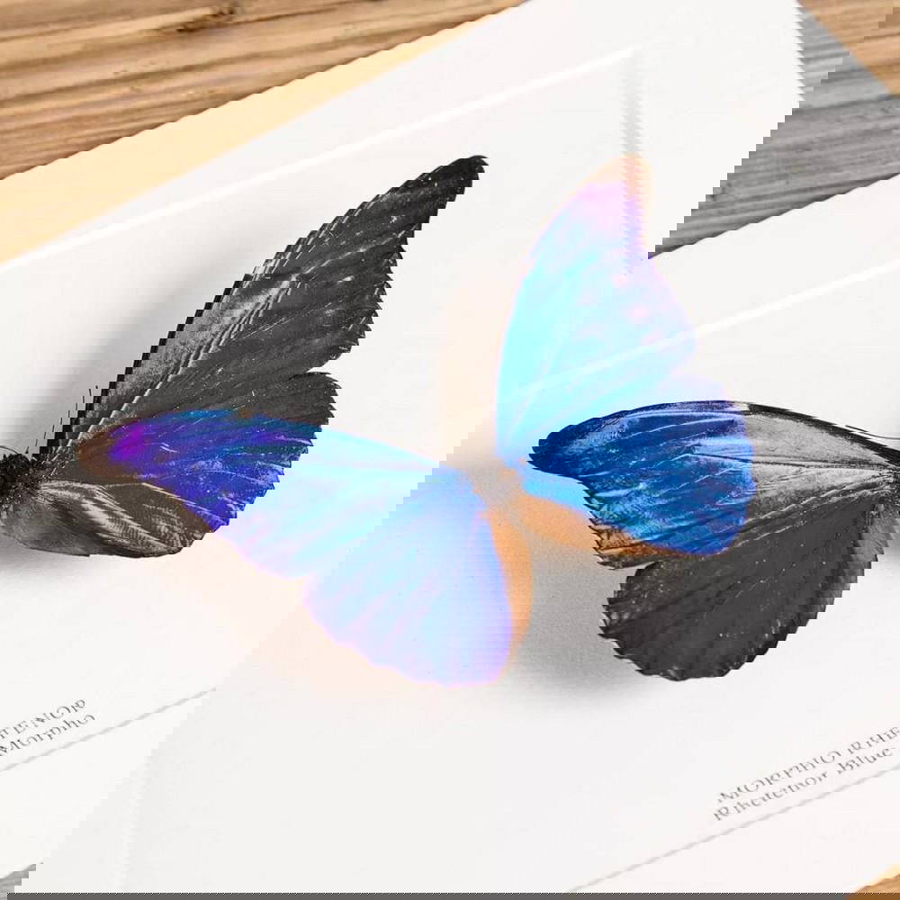 9" X 7" Framed Male Rhetenor Blue Morpho Butterfly - Morpho Rhetenor ...