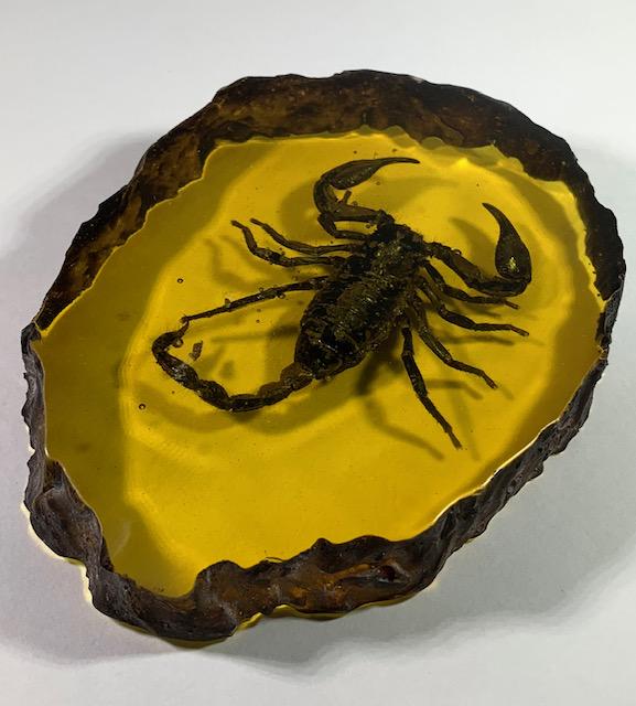 Awesome Amber Encased Genuine Desert Scorpion - Dec 01, 2019 | South ...