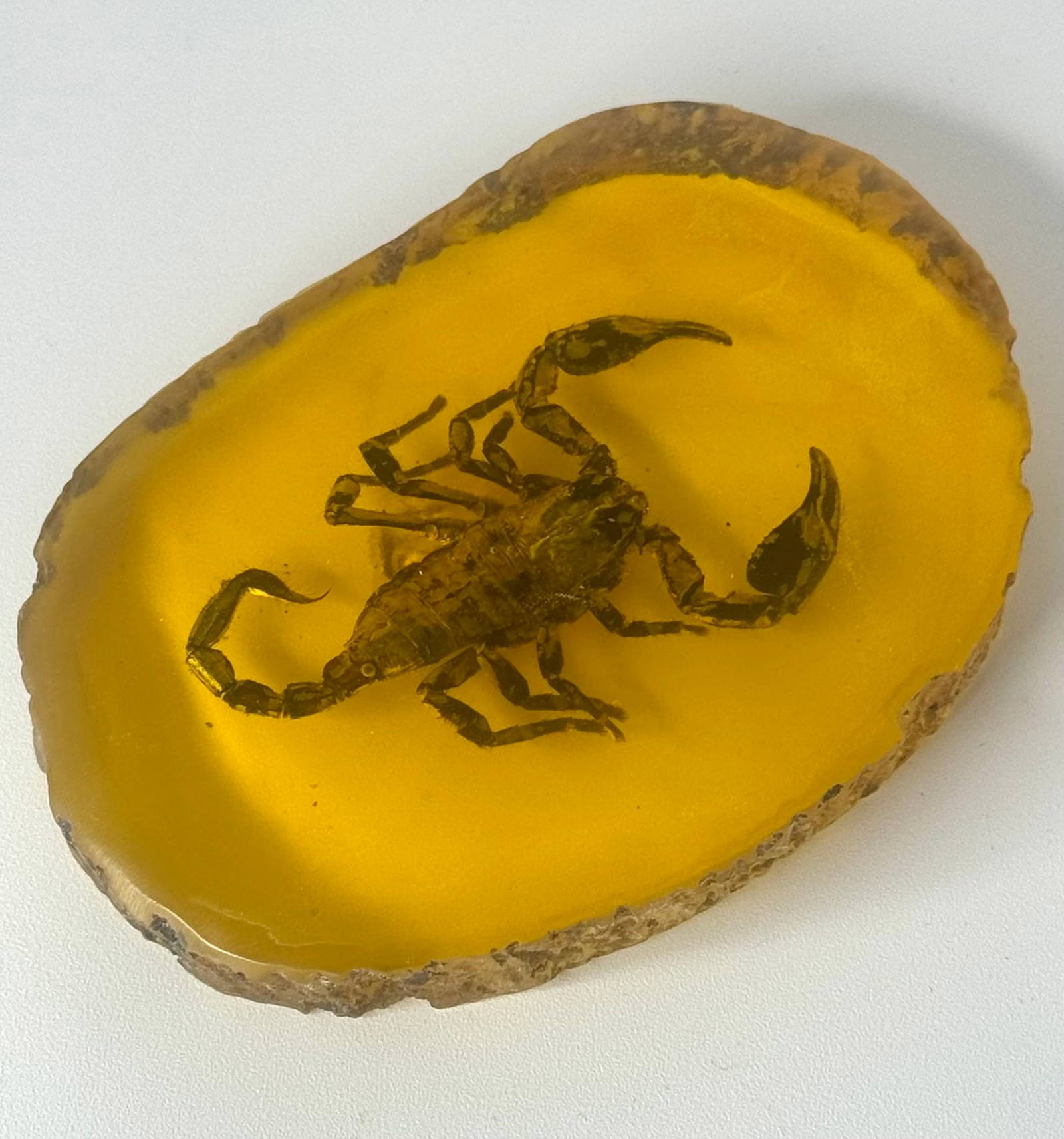 Awesome Amber Encased Genuine Fossilized Scorpion Auction