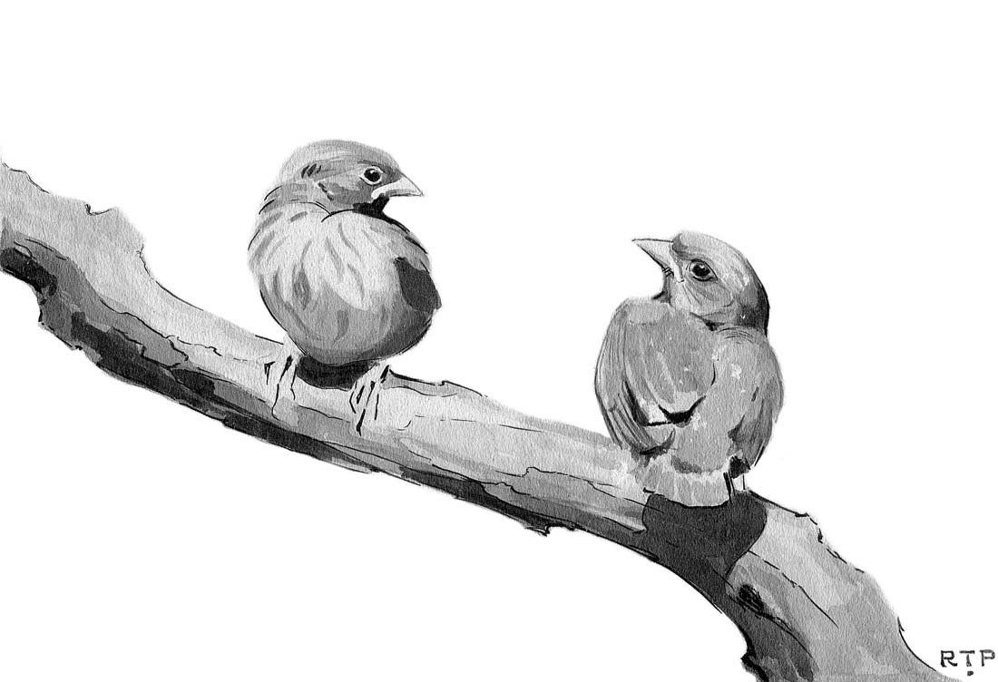 24: Two Birds on a Branch, Early Drawing