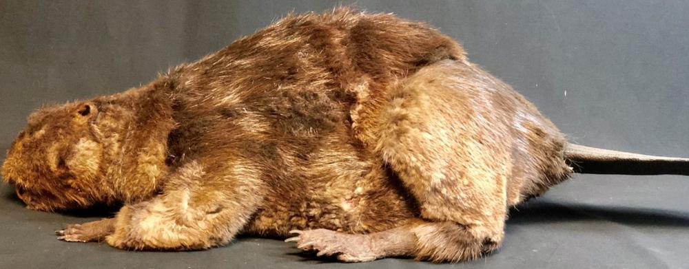 Zombeavers (2014) Life Size Zombie Beaver