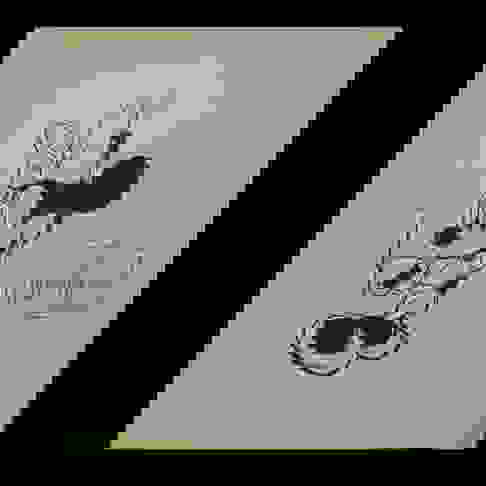 Walt Disney Signed Original Minnie Mouse Drawing Auction