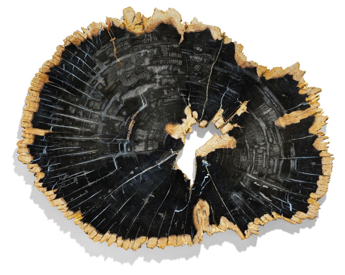 A PETRIFIED WOOD SLICE - May 21, 2020 | Christie's in United Kingdom