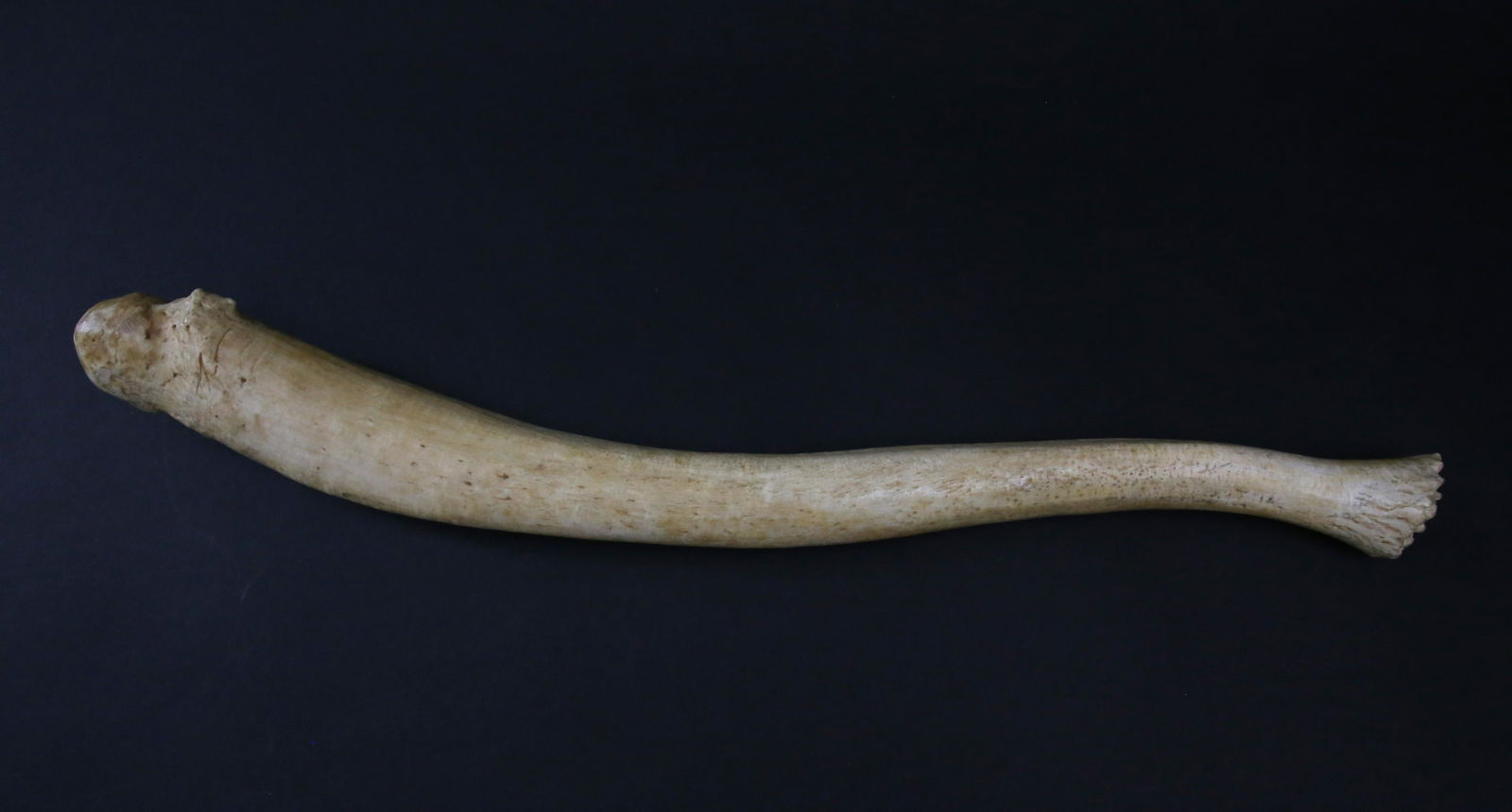 Antique Oosick Penis Bone