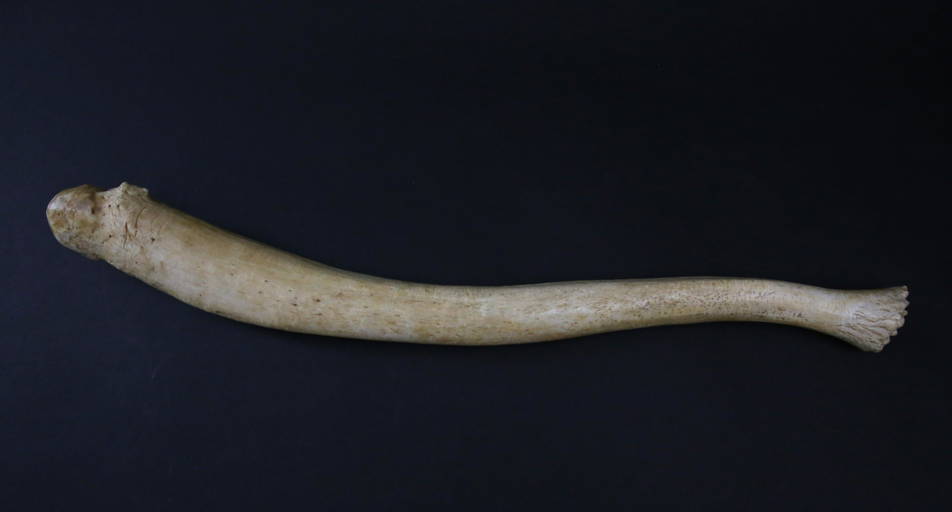 Antique Oosick Penis Bone