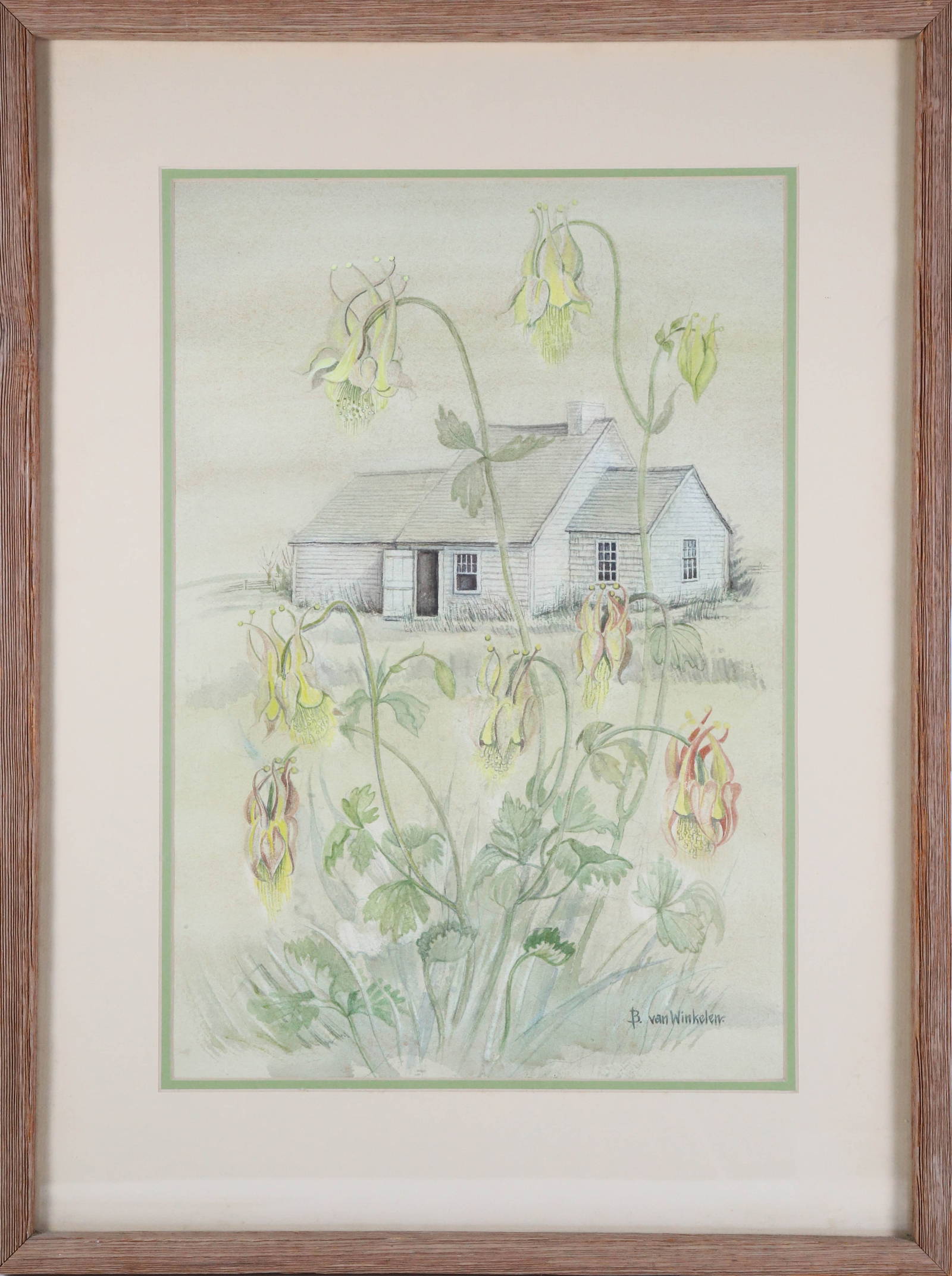 Barbara Van Winkelen Nantucket Watercolor On Paper "of Columbines And ...