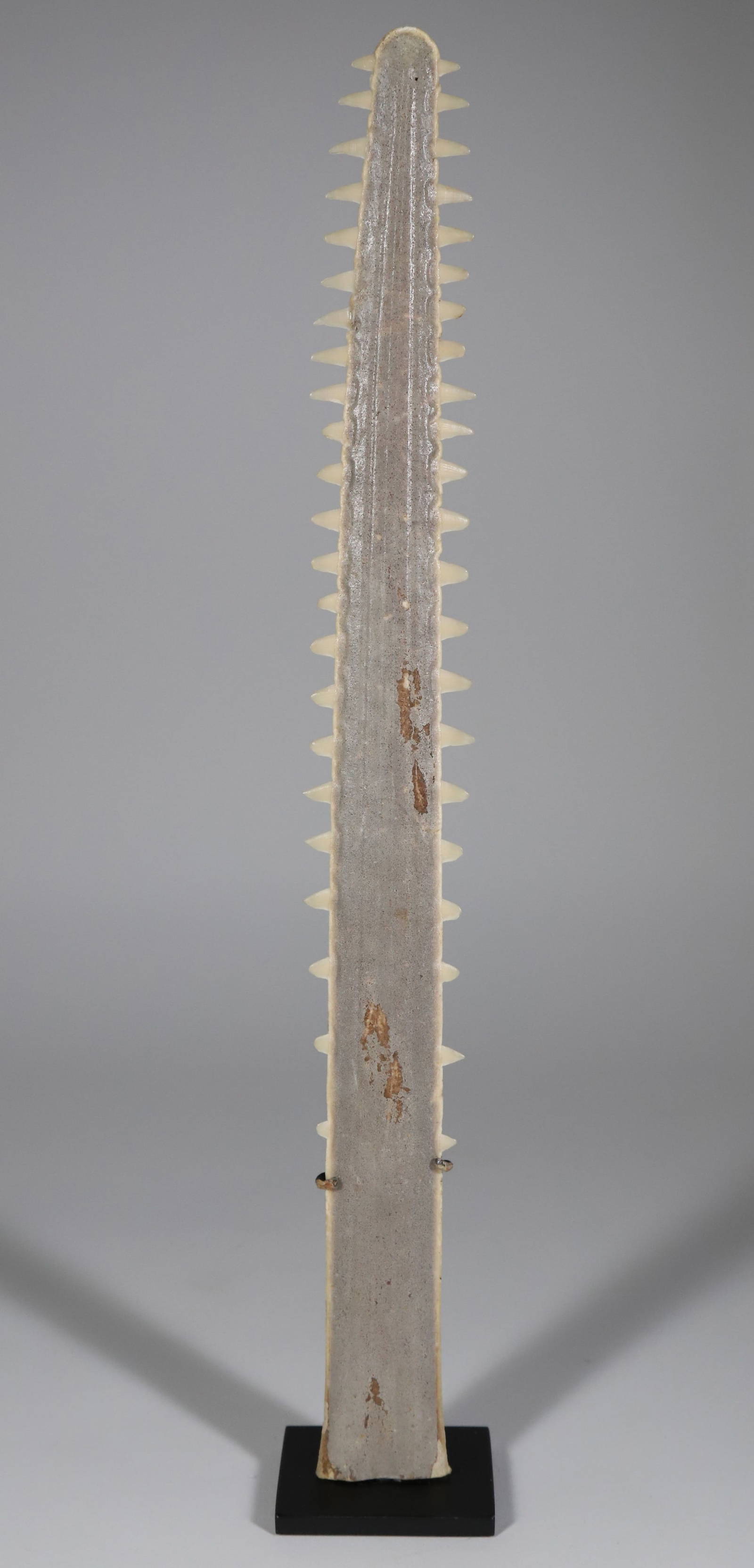 Antique Diminutive Sawfish Bill On Stand Auction