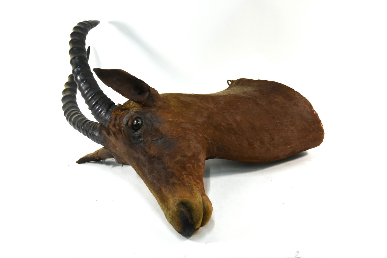 Taxidermy A Rowland Ward Trophy Head Of A Topi