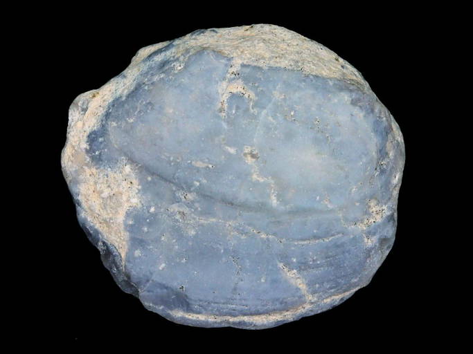 Rare Bivalve Mollusks Clam Shell Opal Fossil Lightning Ridge Fossilized ...