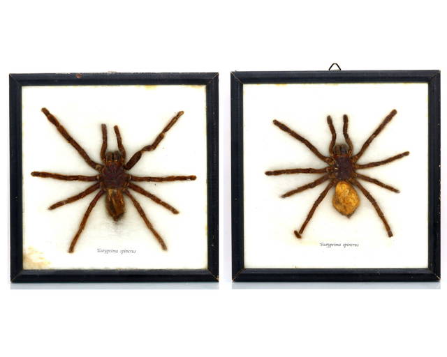 Two Framed Spider Specimen Entomology Eurypeima Spincrus