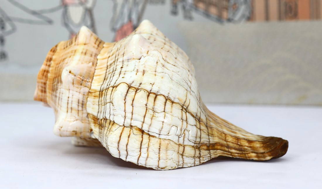 European Seashells for Sale at Auction