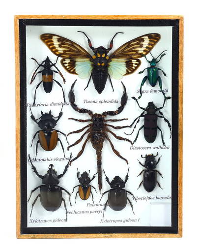 Frame Of Mixed Insects & Scorpion & Butterfly Specimens Taxidermy ...