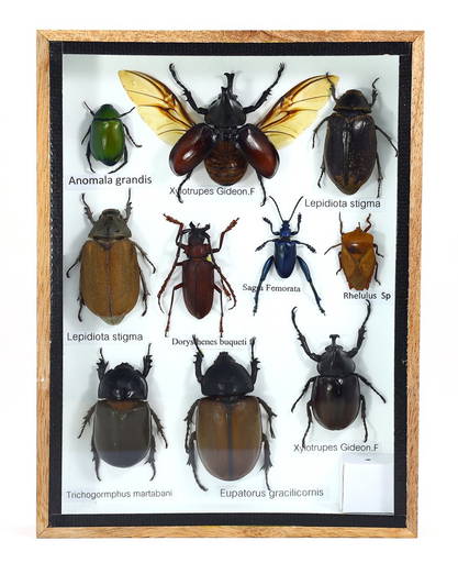 Frame Of Mixed Exotic Insect Bug Beetle Specimens Taxidermy Collection