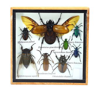 Frame Of Mixed Insects & Scorpion & Butterfly Specimens Taxidermy ...