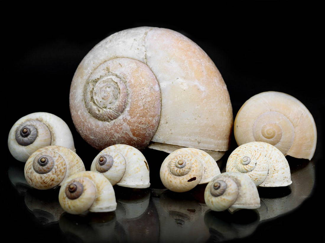 Ancient Shells From Dvaravati Period 7th-11th Century Auction