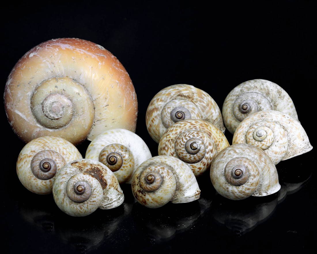 Ancient Shells From Dvaravati Period 7th-11th Century Auction