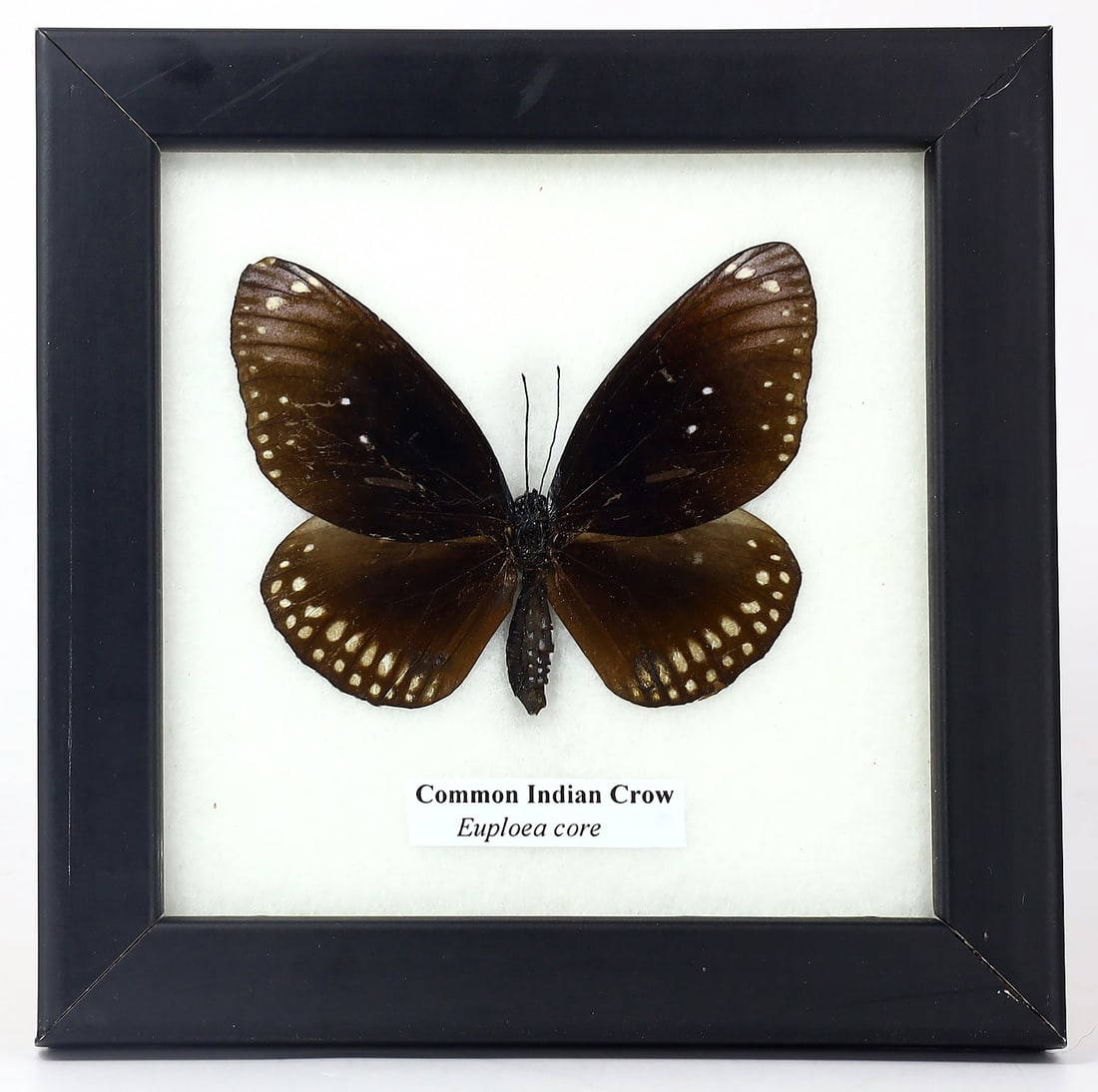 Preserved Taxidermy Of Common Indian Crow Butterfly Insect Bug Specimen ...