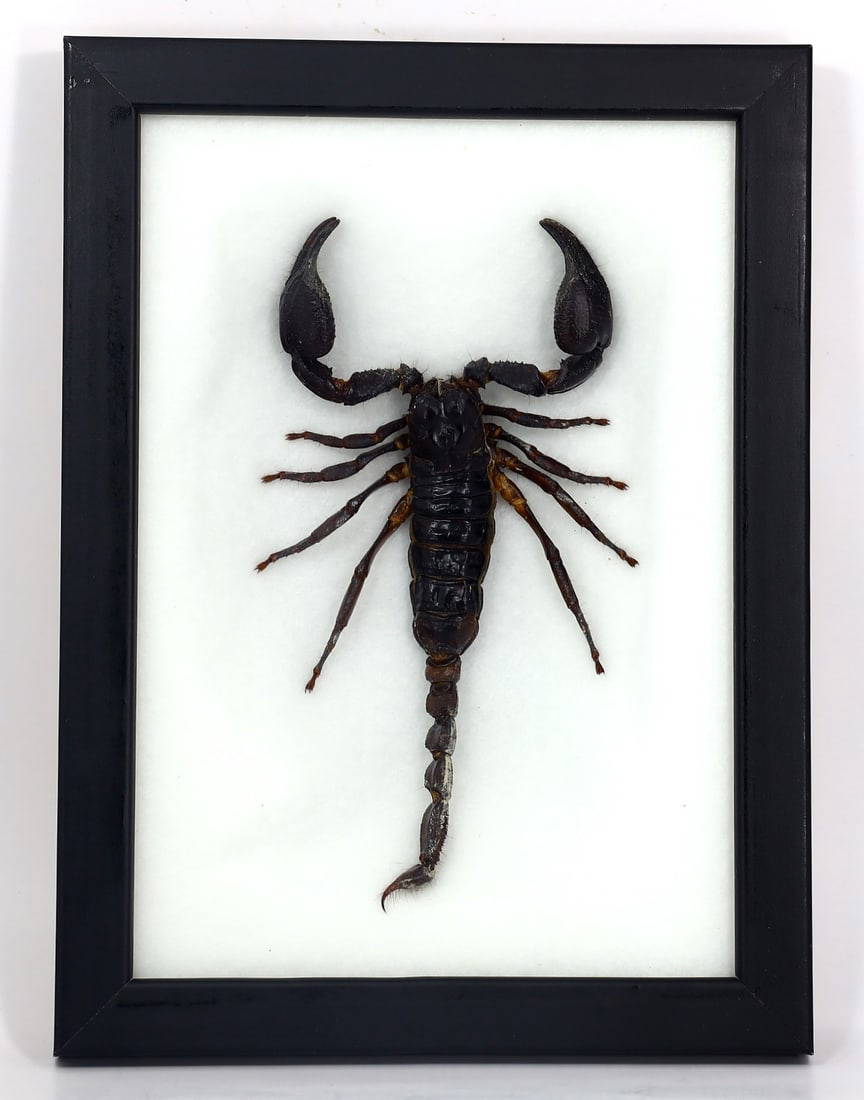 Preserved Taxidermy Of Giant Scorpion Insect Bug Specimen Auction