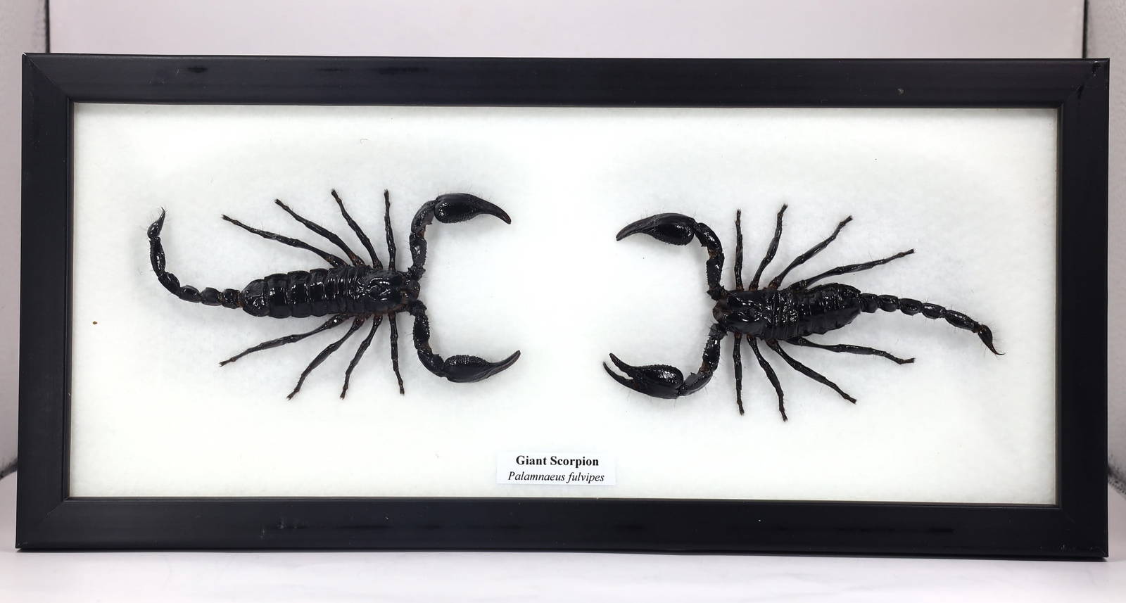 Preserved Taxidermy Of Giant Scorpion Insect Bug Specimen Auction