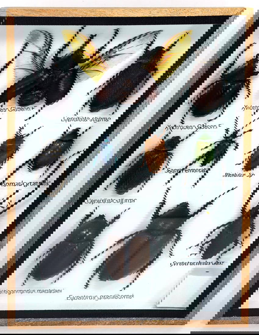 Preserved Taxidermy Of Mixed Insect Bug Specimen - Sep 10, 2023 ...