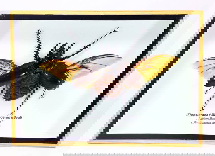 Preserved Taxidermy Of Three Horned Rhinoceros Beetle Insect Bug Specimen