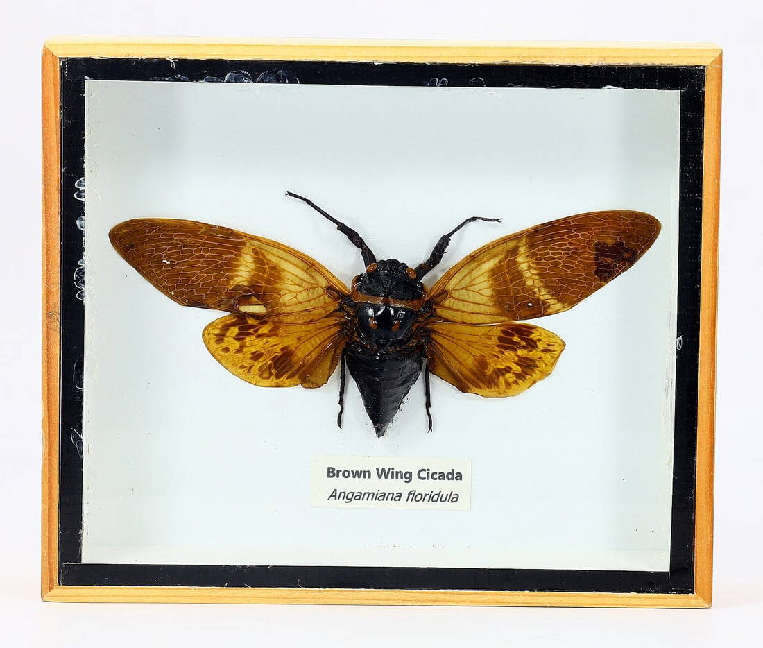 Preserved Taxidermy Of Brown Wing Cicada Insect Bug Specimen Auction