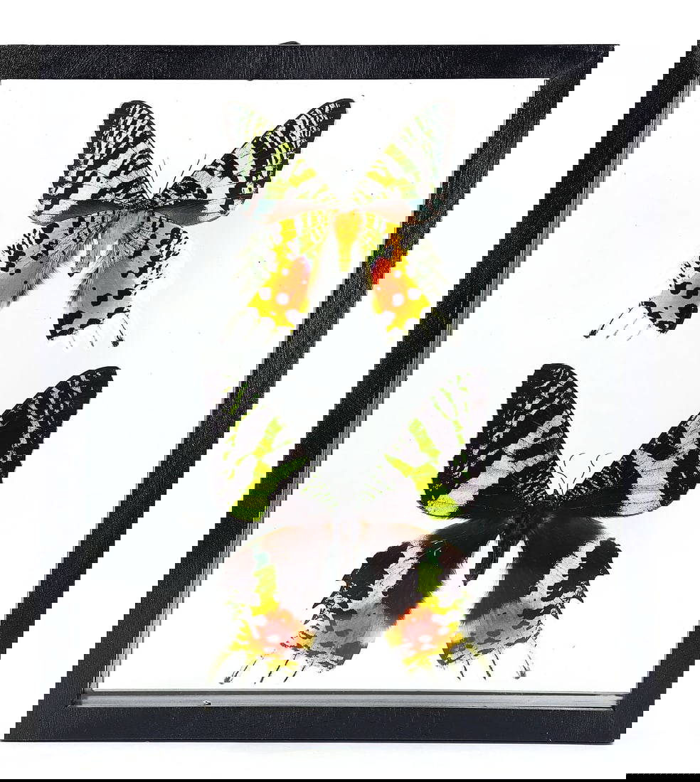 Preserved Taxidermy Of Madagascar Urania Ripheus Sunset Moth Butterfly ...