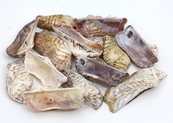Group Of Arca Zebra Shell The Turkey Wing Ark Clam Shell