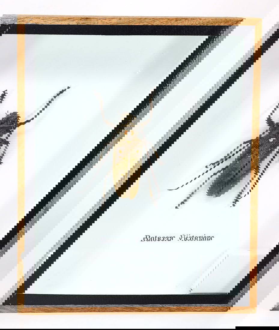 Preserved Taxidermy Of Batocera Victoriana Insect Bug Specimen Auction