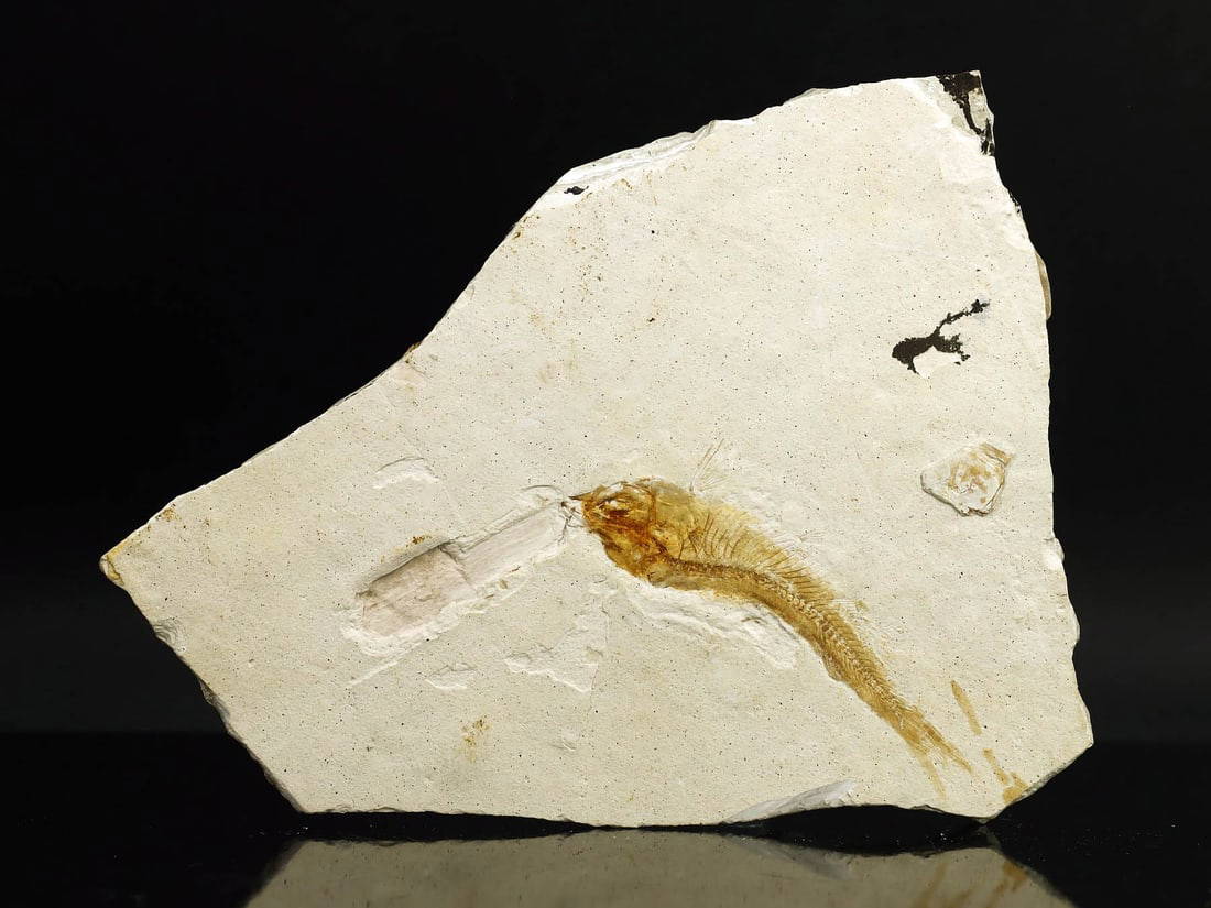 Genuine Lycoptera Fossil Fish Plate Collectible Jurassic Cretaceous ...