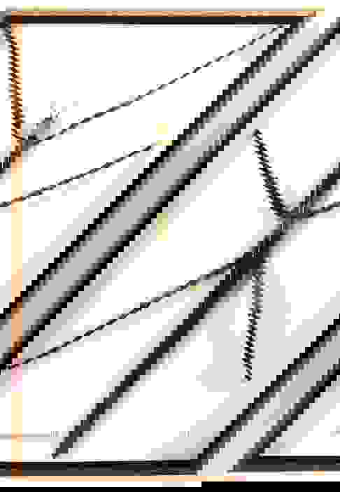 Preserved Taxidermy Of Tirachoidea Westwoodi Walking Stick Insect Bug ...