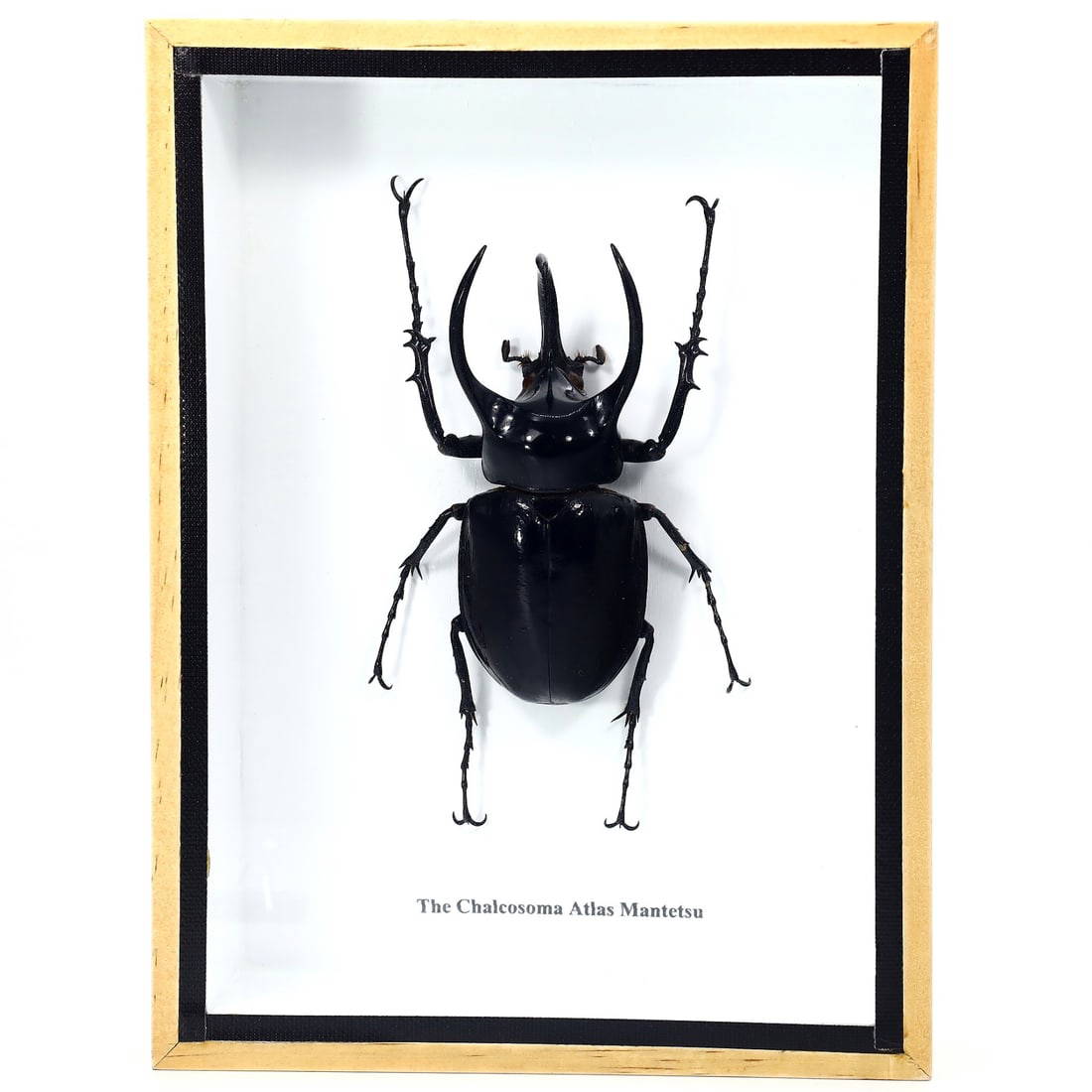 Preserved Taxidermy Of The Chalcosoma Atlas Mantetsu Beetle Insect Bug ...